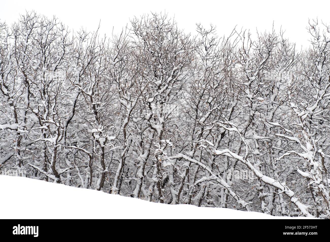 Heavy snow on scrub oak trees, from a late Spring snowstorm in Colorado ...