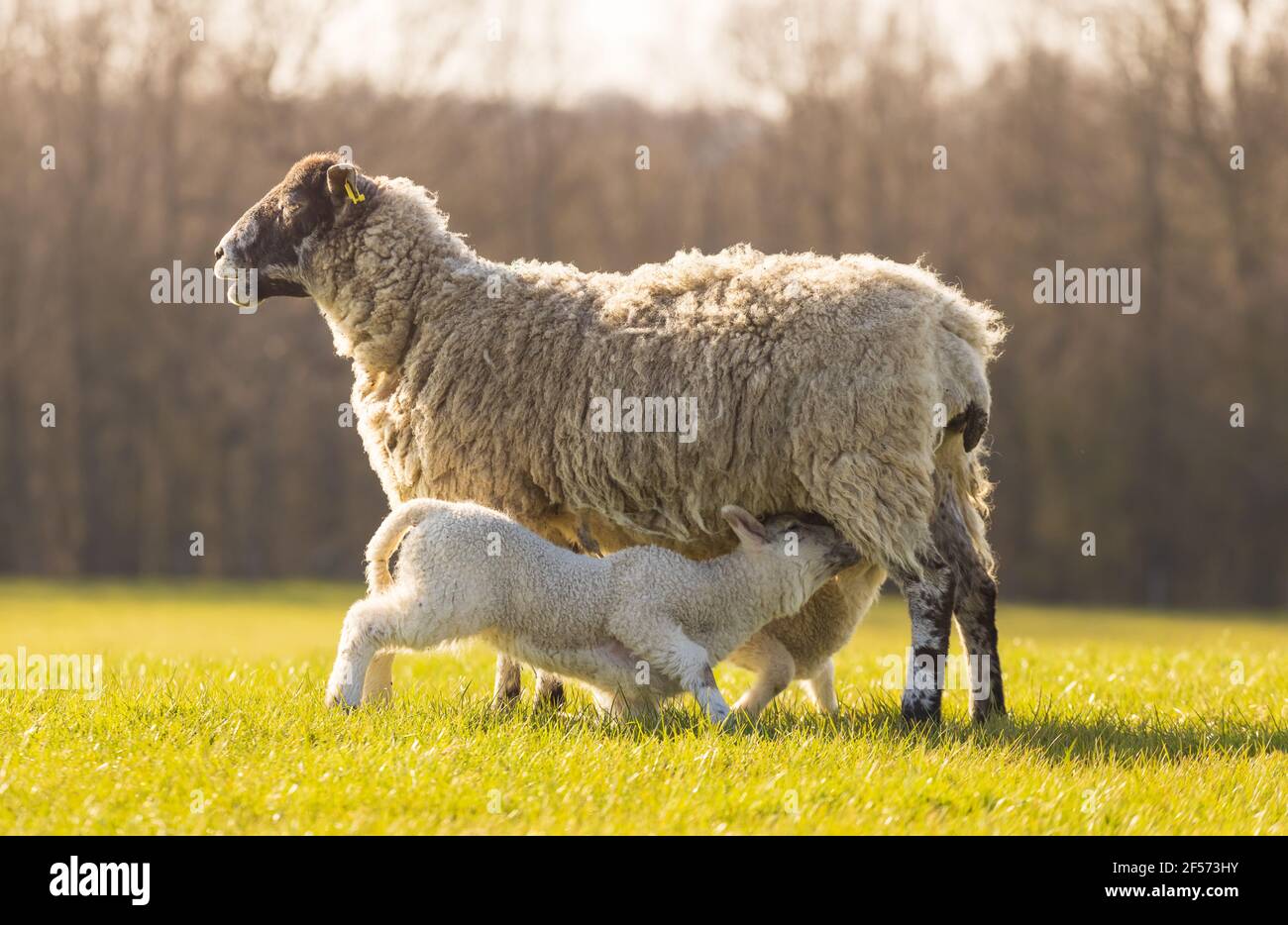 Two young lambs feeding from their mother Ewe sheep. Hertfordshire. UK ...