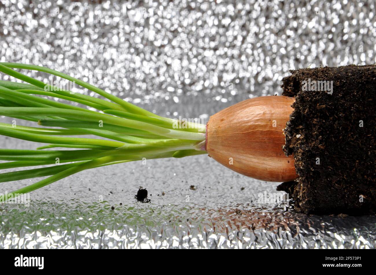Onion grass hi-res stock photography and images - Alamy