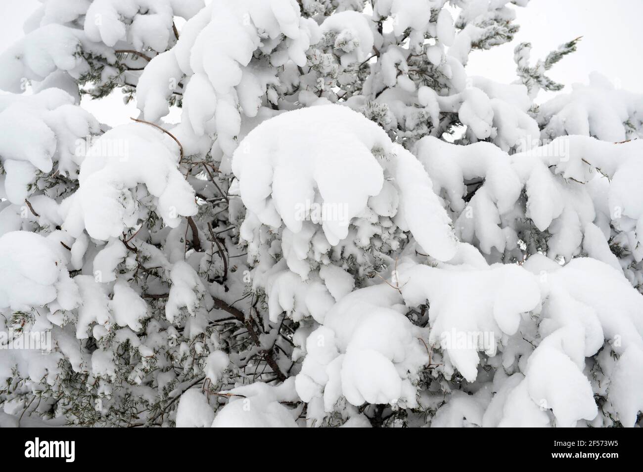 On pine trees hi-res stock photography and images - Alamy