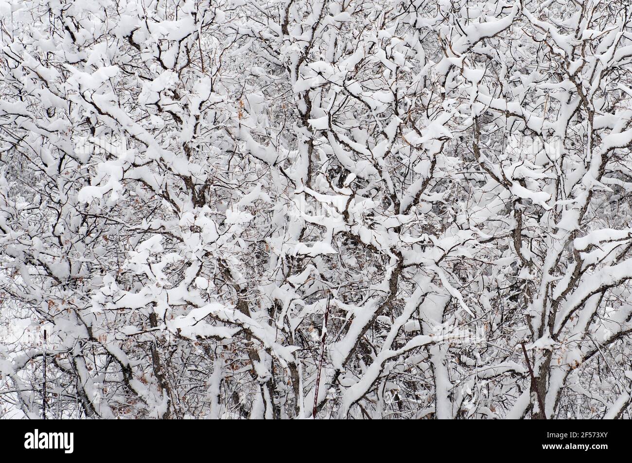 Heavy snow on scrub oak trees, from a late Spring snowstorm in Colorado ...
