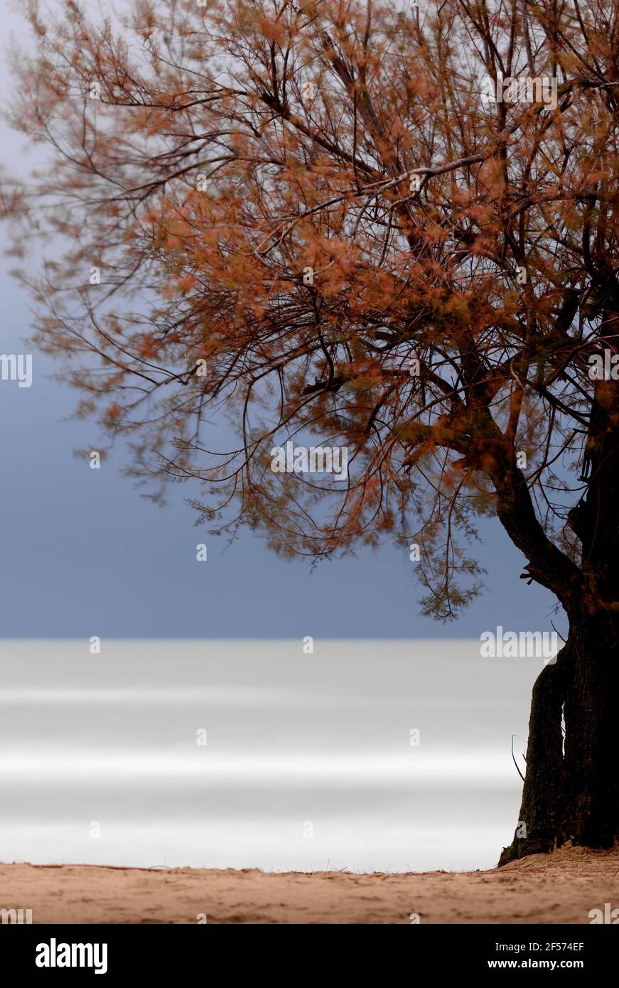 Tree on wind hi-res stock photography and images - Alamy