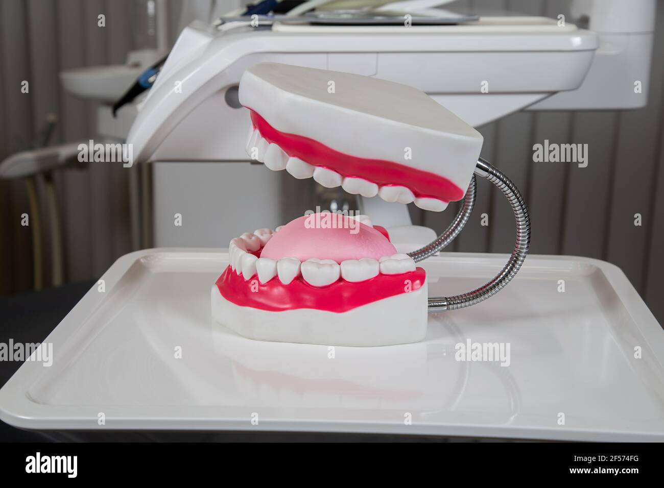 Plaster mock-up of the jaw with gums and teeth on the table. Artificial ...
