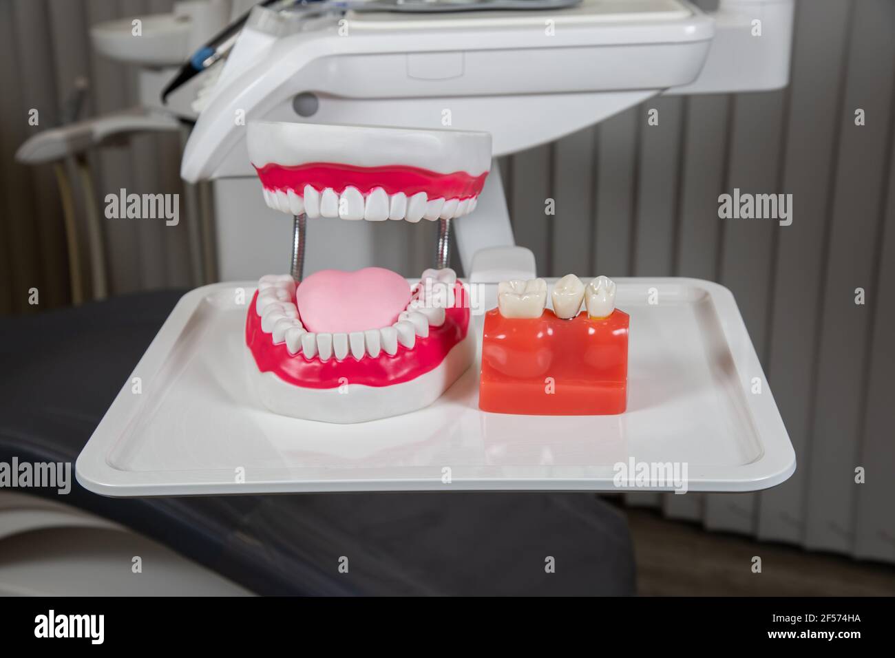 Plaster mock-up of the jaw with gums and teeth on the table. Artificial ...