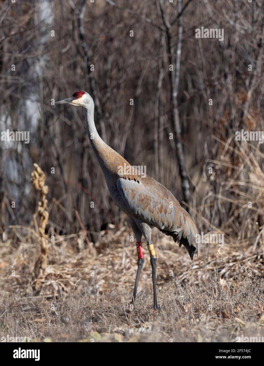 Sandhill Cranes in the spring in Minnesota Stock Photo - Alamy