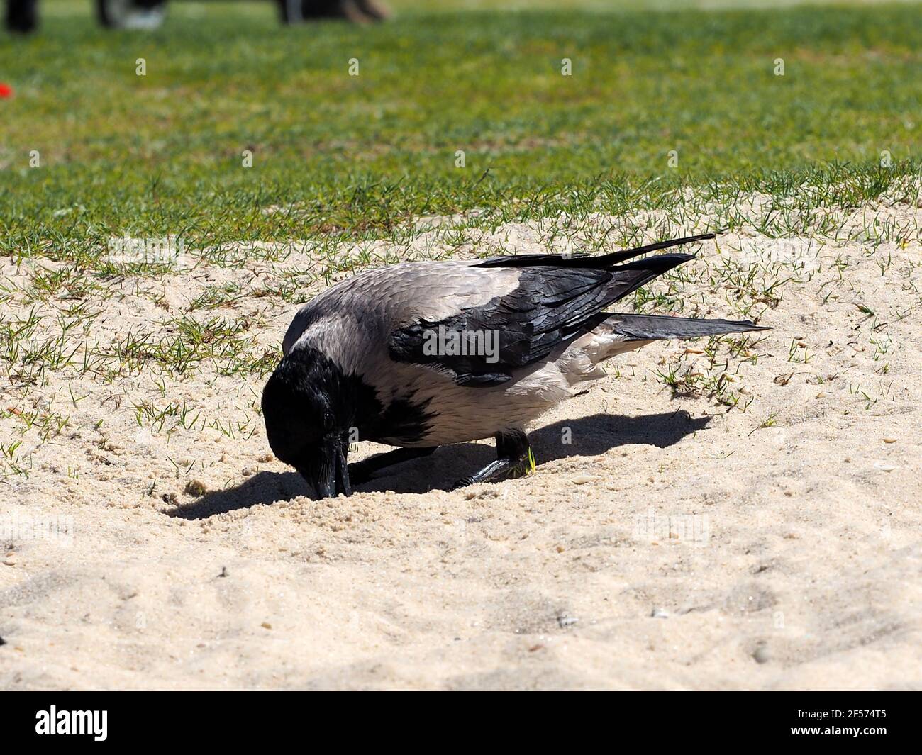 Hooded crow sand hi-res stock photography and images - Alamy