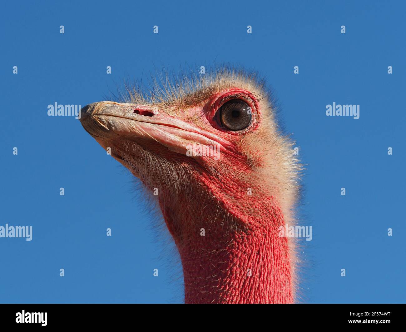 The head of a large African ostrich against the blue sky Stock Photo ...