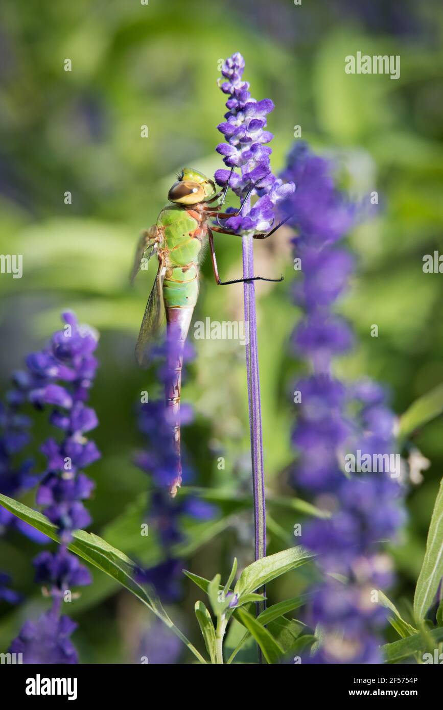 A female Common green darner dragonfly perches on lavender at Rosetta ...
