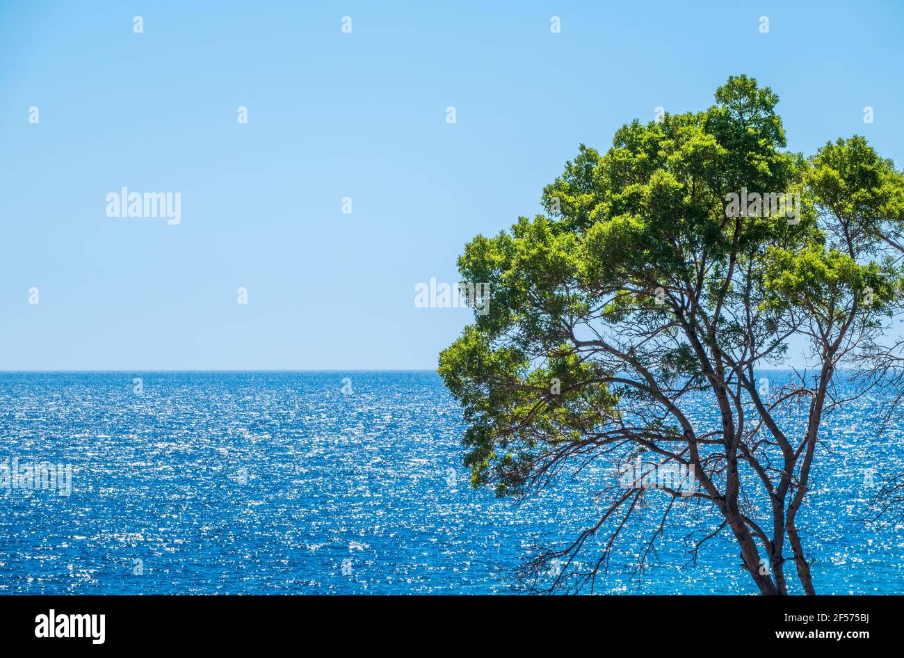 Tall tree with green leaves on the sea background in clear sunny day ...