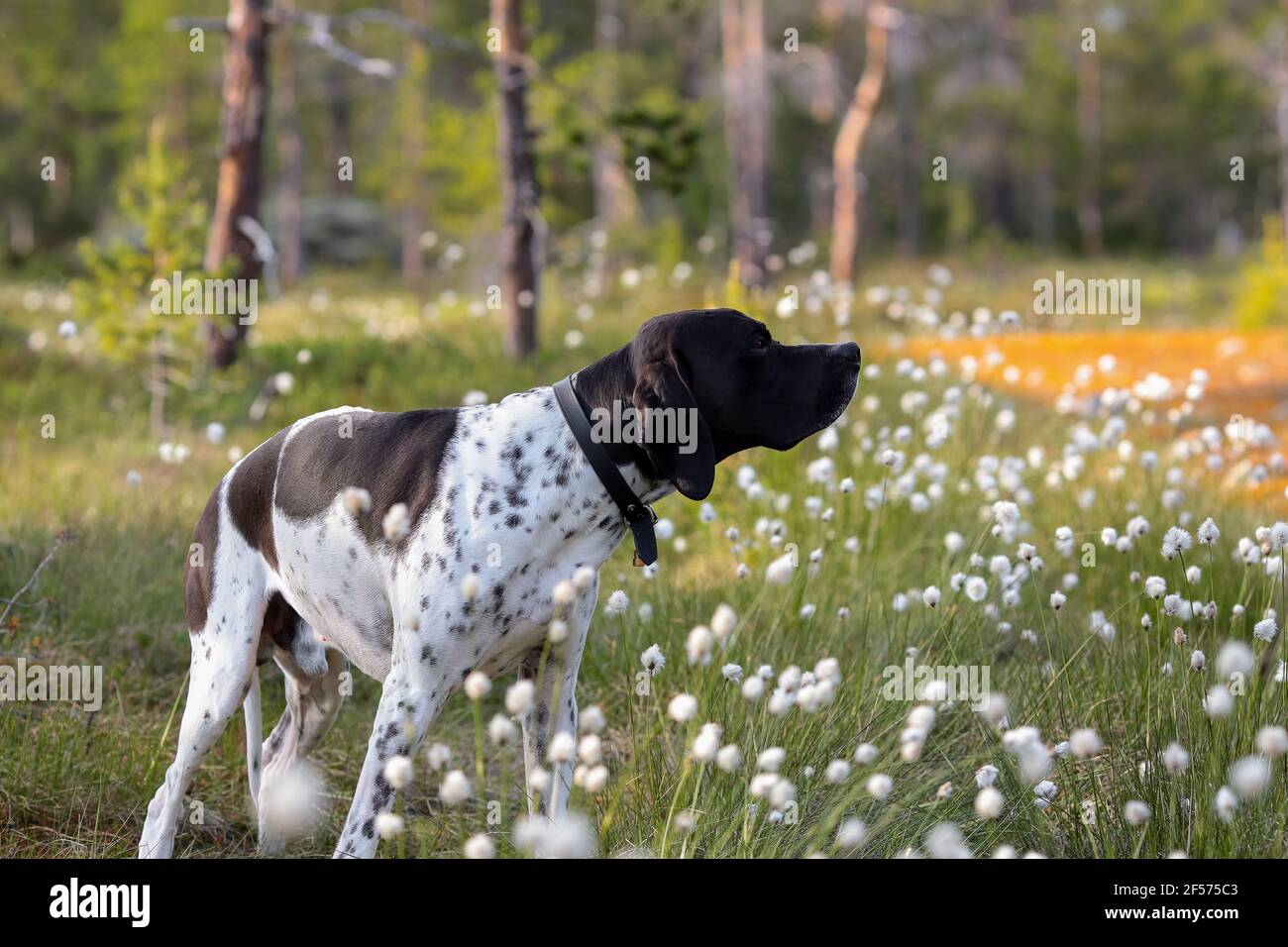 Dog english pointer hunting in the summer forest Stock Photo - Alamy
