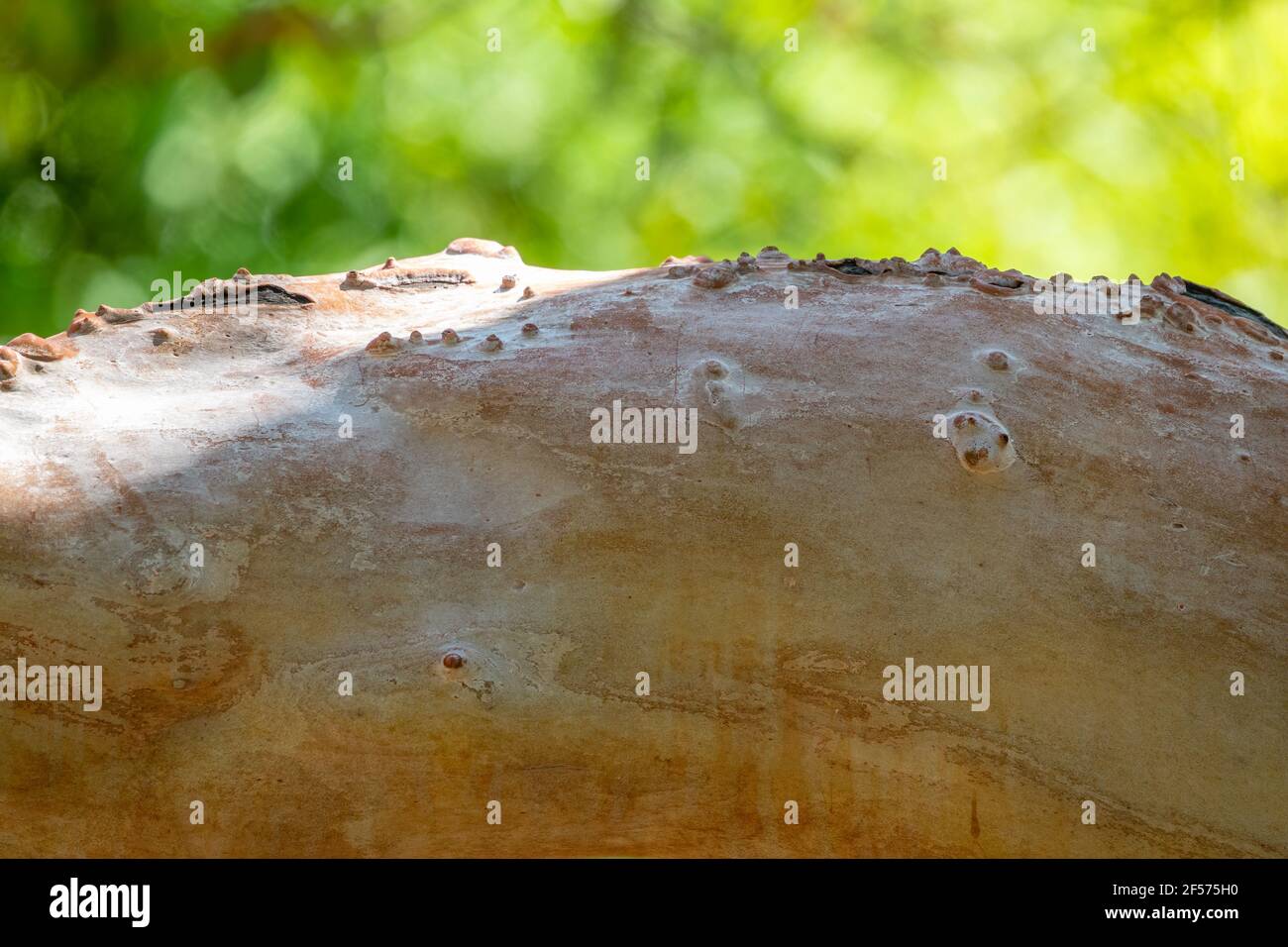 Arbutus andrachne, commonly called the Greek strawberry tree Trunk ...