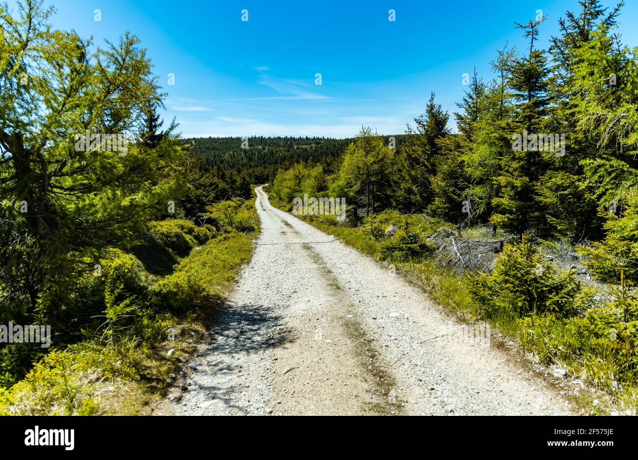 Long mountain trail in Jizera Mountains with high trees around Stock ...