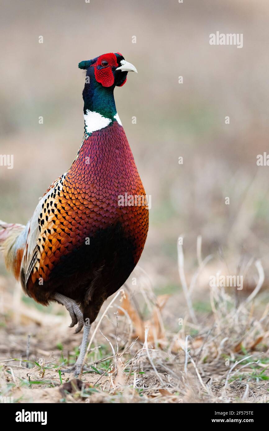 A rooster Pheasant in SD on an early spring afternoon Stock Photo - Alamy