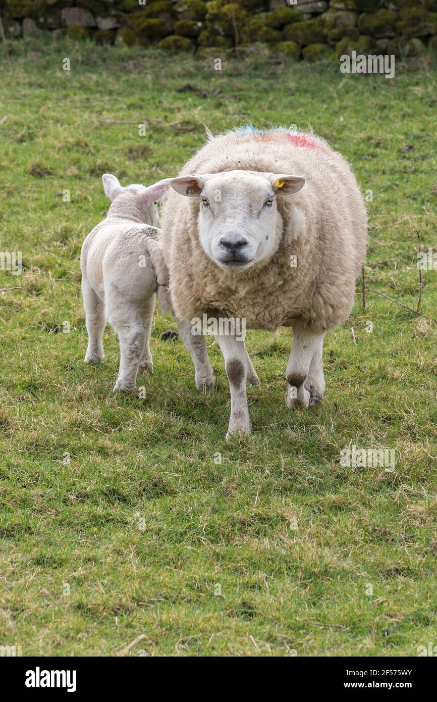 Lambing time in spring north hi-res stock photography and images - Alamy