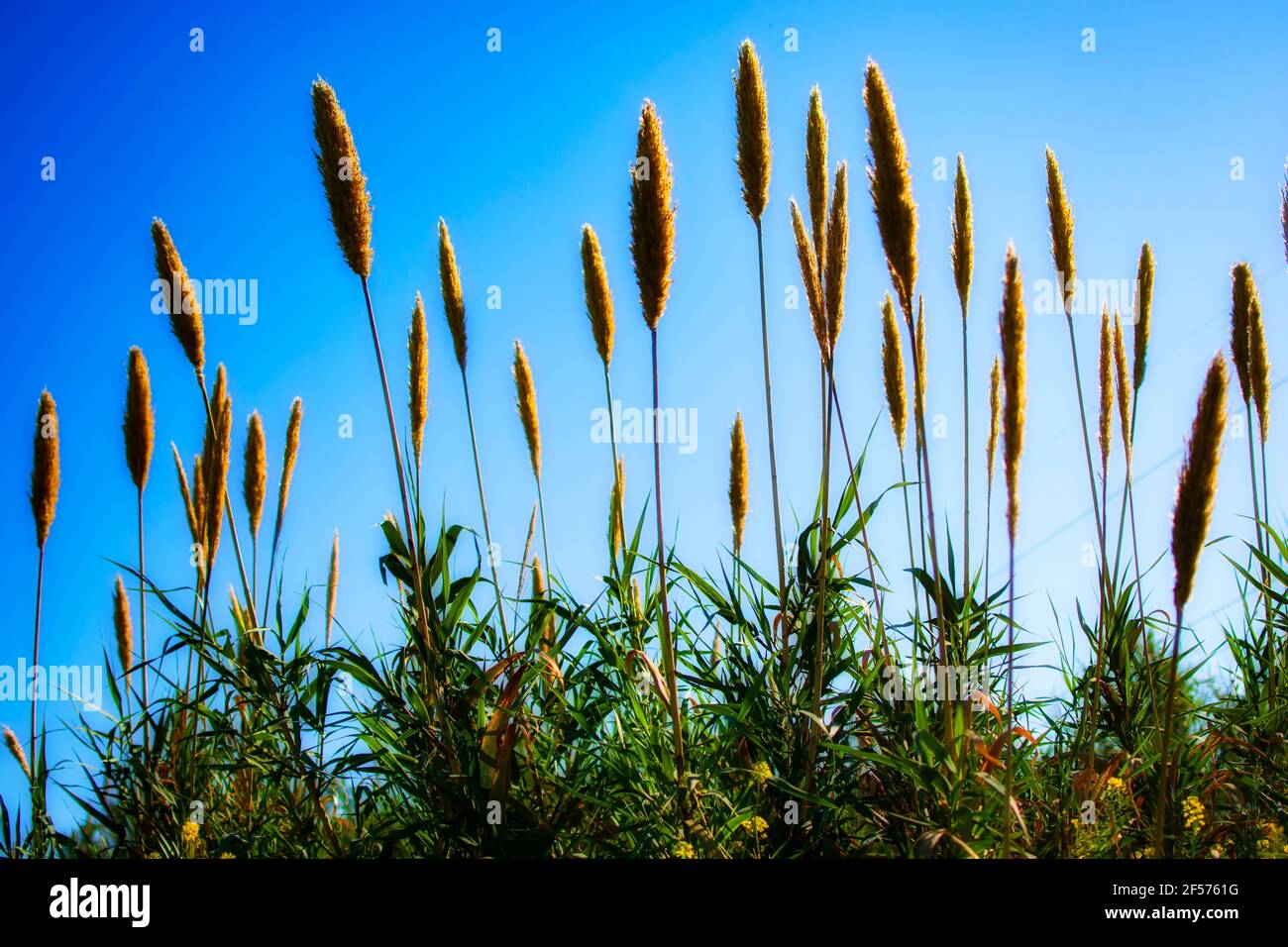 Spring land horizontal hi-res stock photography and images - Alamy