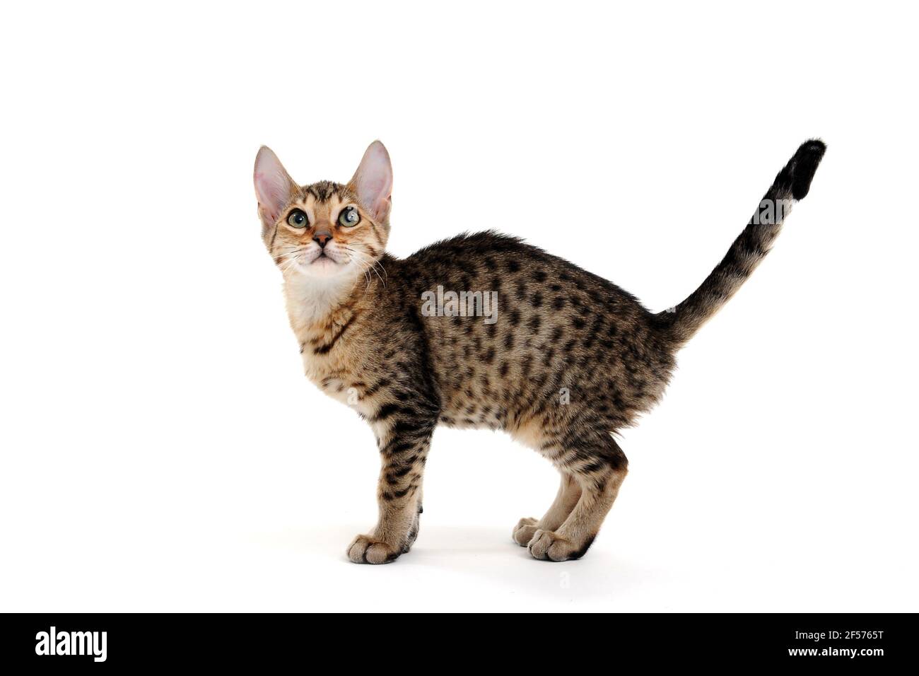 A spotted purebred smooth-haired cat stands on a white background Stock ...