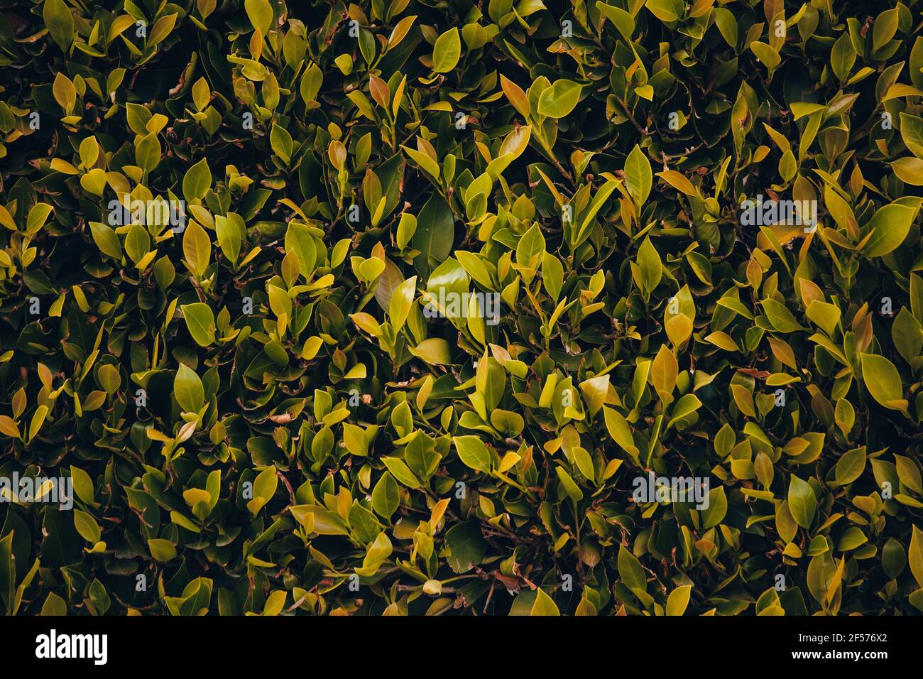Green trees fence - natural green bush background Stock Photo - Alamy