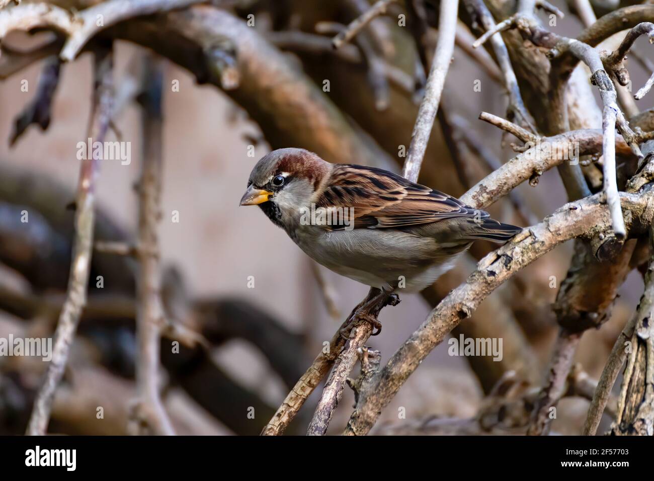 Angry sparrow hi-res stock photography and images - Alamy