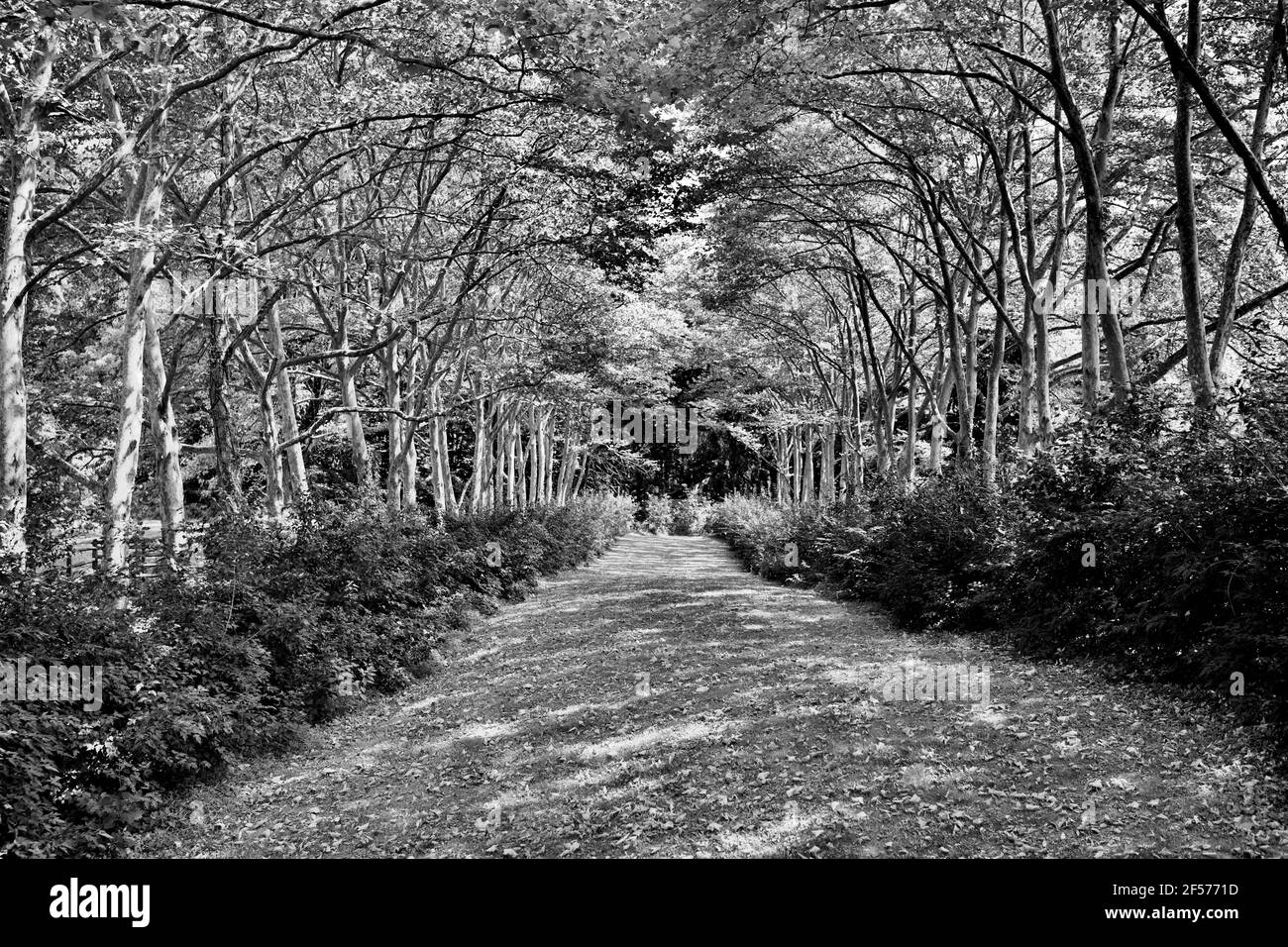 Tree covered grass path, vanishing perspective in this lush walkway at ...