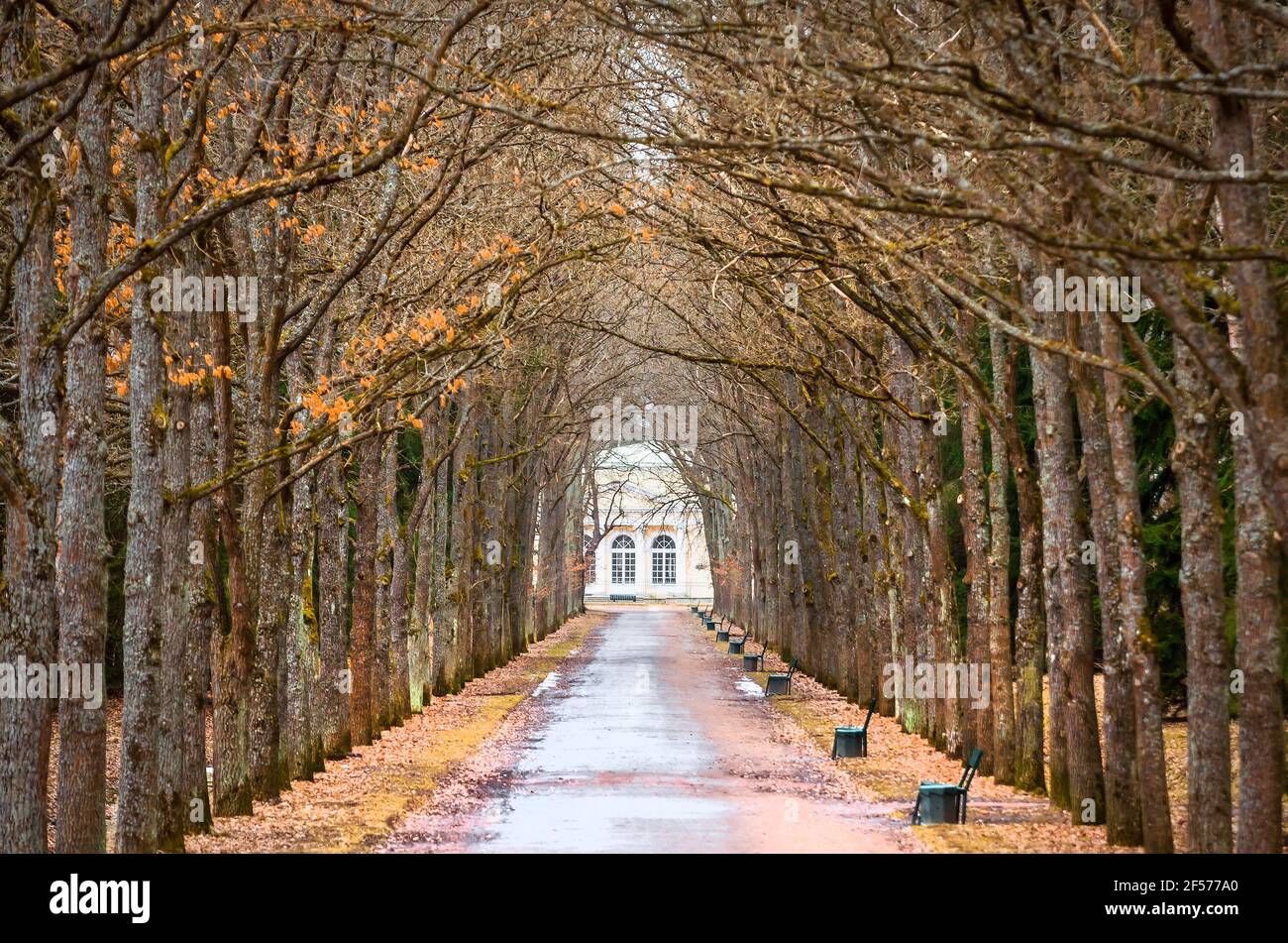 Canopy trees plantation road hi-res stock photography and images - Alamy