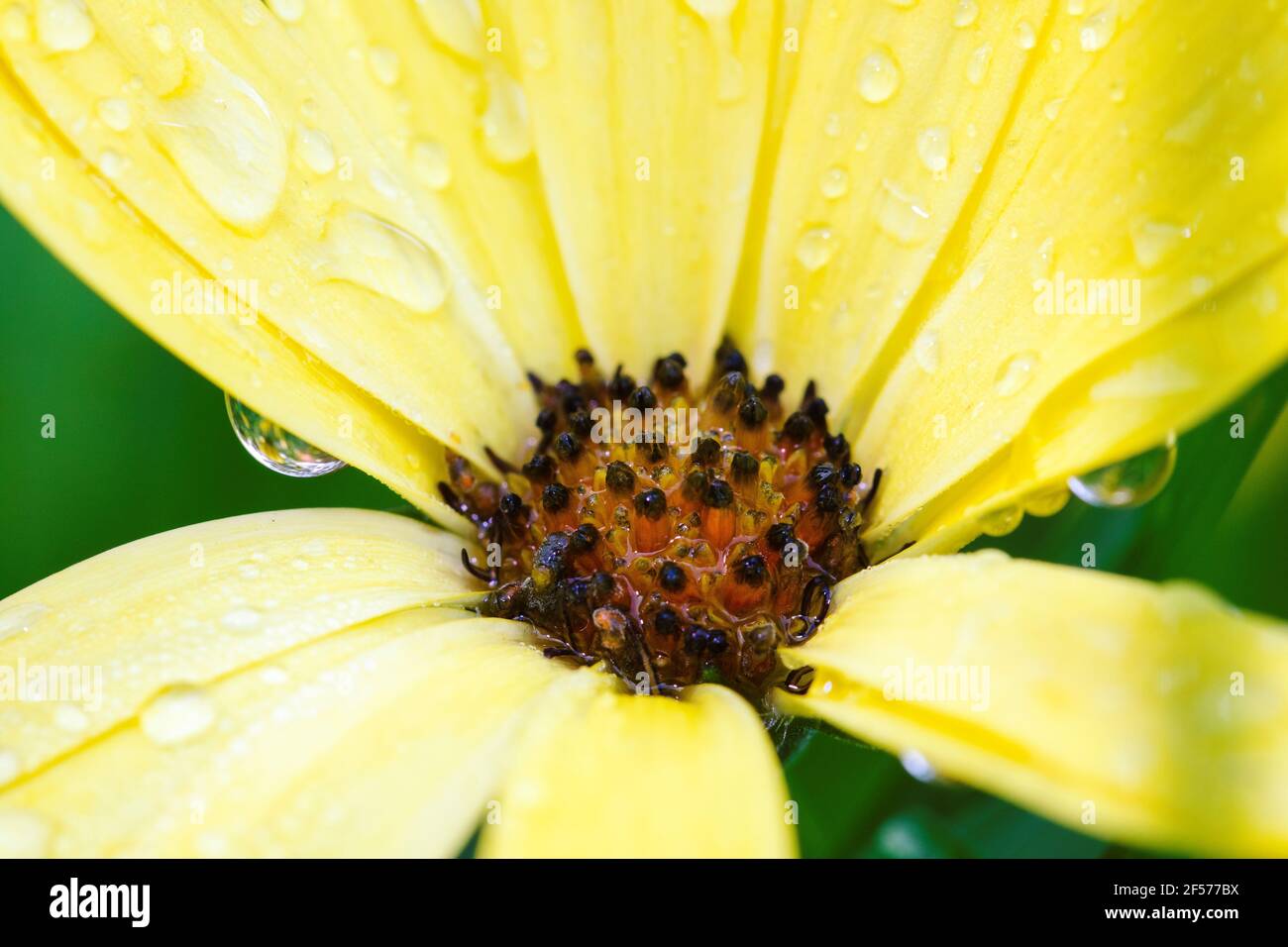A closeup portrait of a yellow spannish daisy covered with water drops ...