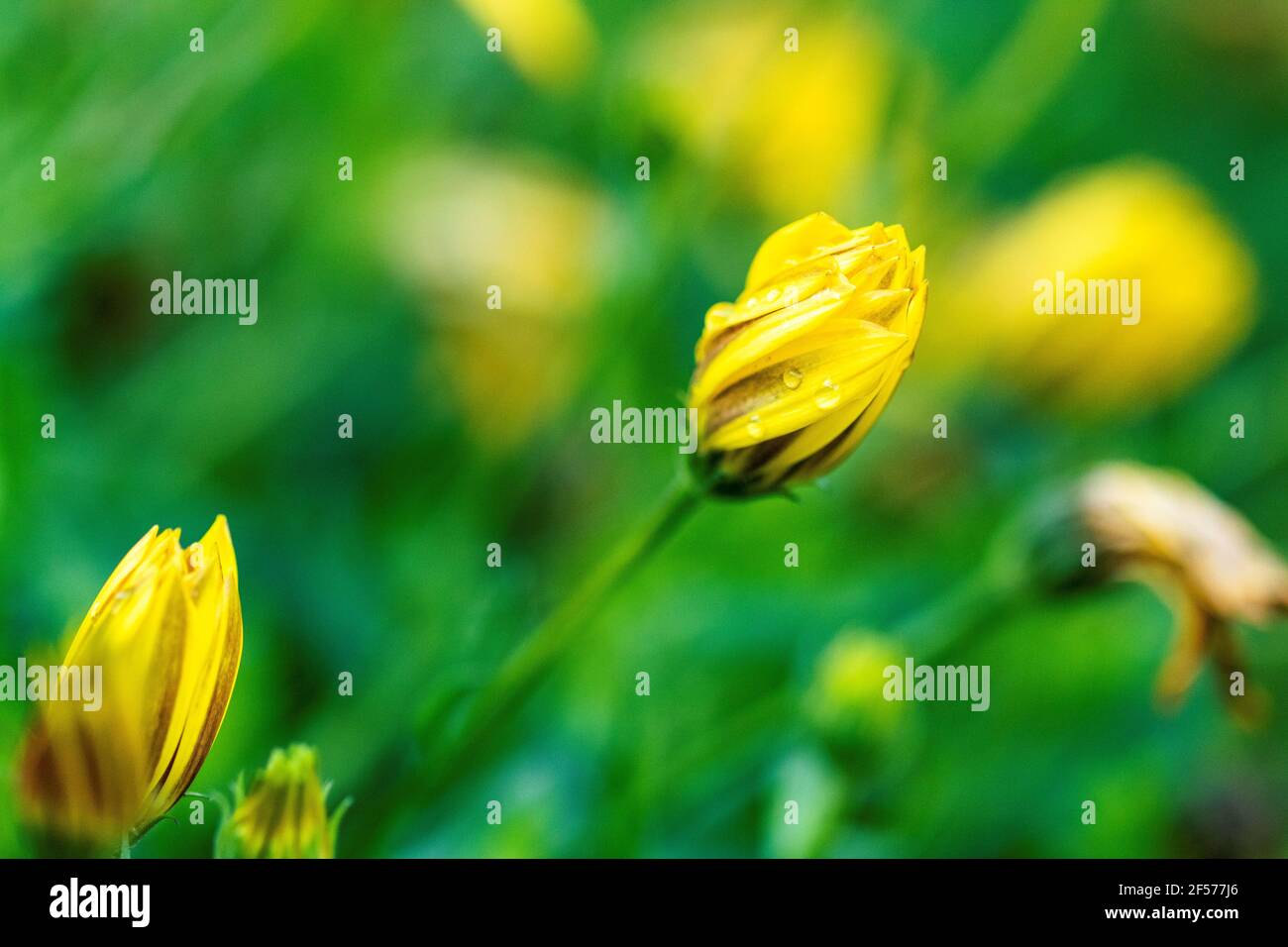 A top down portrait of a completely closed yellow spannish daisy flower ...