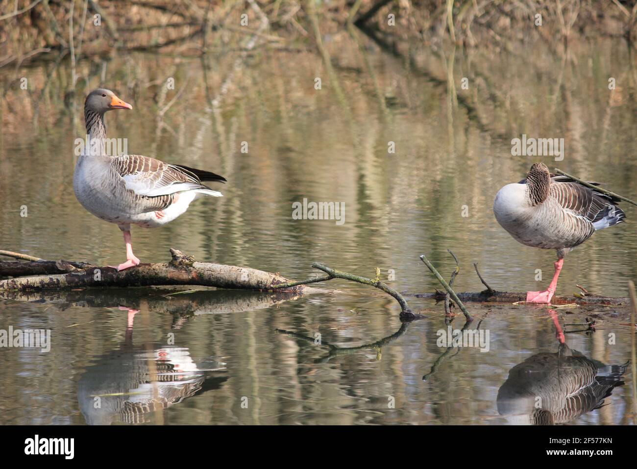 Goose nesting islands hi-res stock photography and images - Alamy