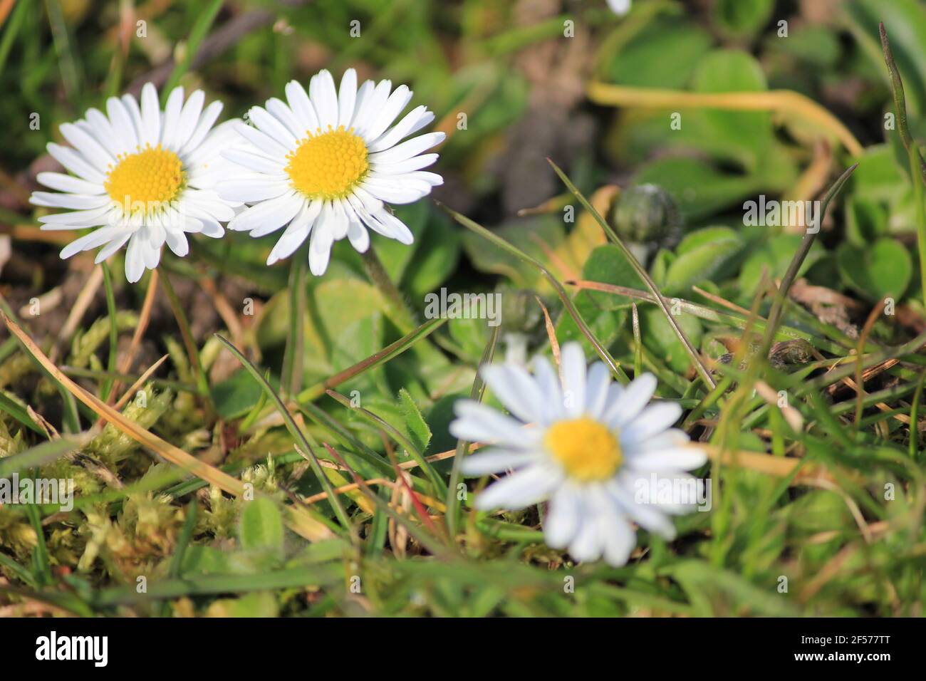 Daisy in citypark Staddijk in Nijmegen, the Netherlands Stock Photo - Alamy