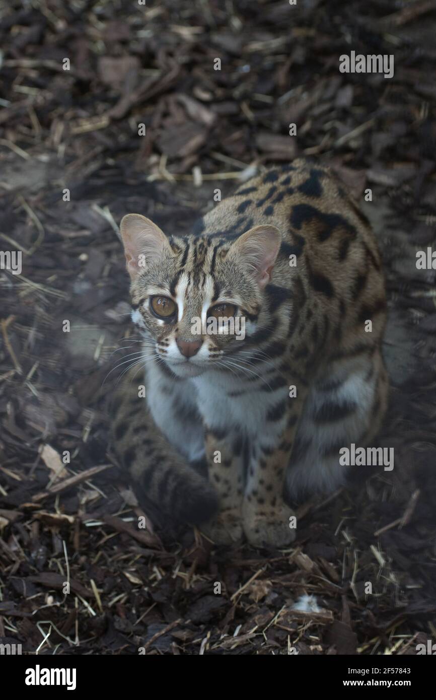 Prionailurus bengalensis bengalensis hi-res stock photography and ...