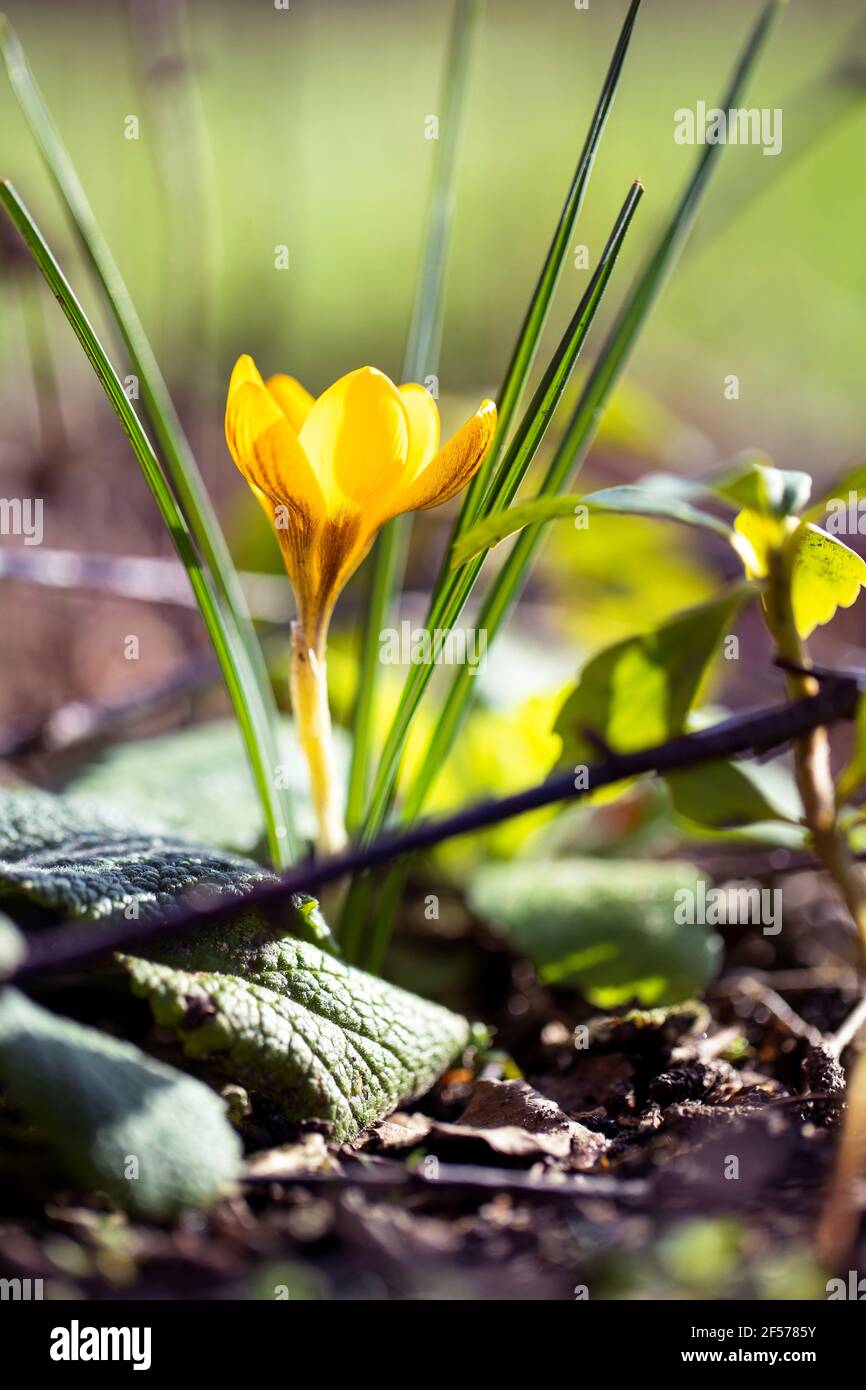 A closeup portrait of a yellow crocus or crocus flavus standing in a ...