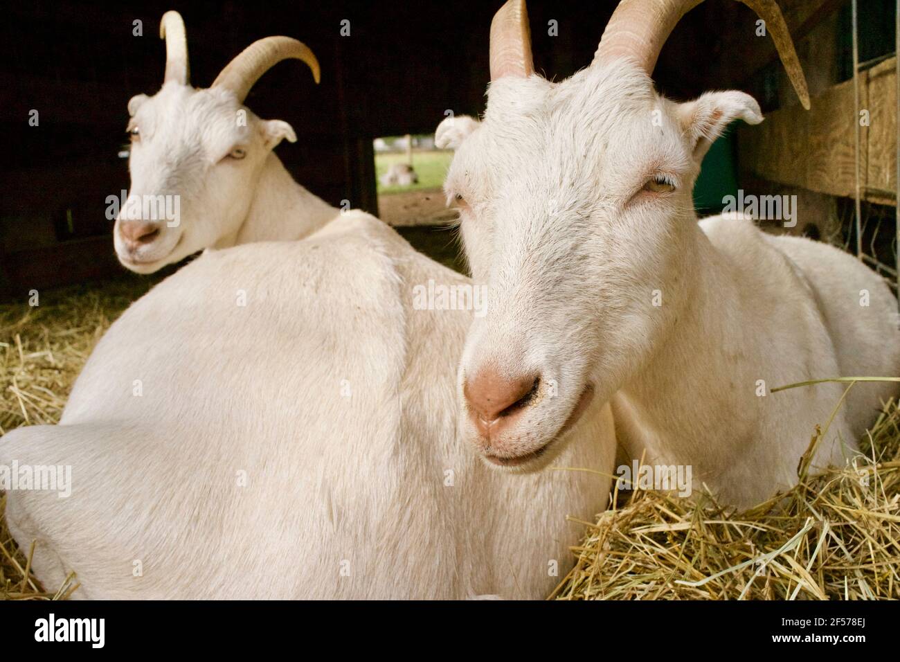 White barn farm hi-res stock photography and images - Alamy