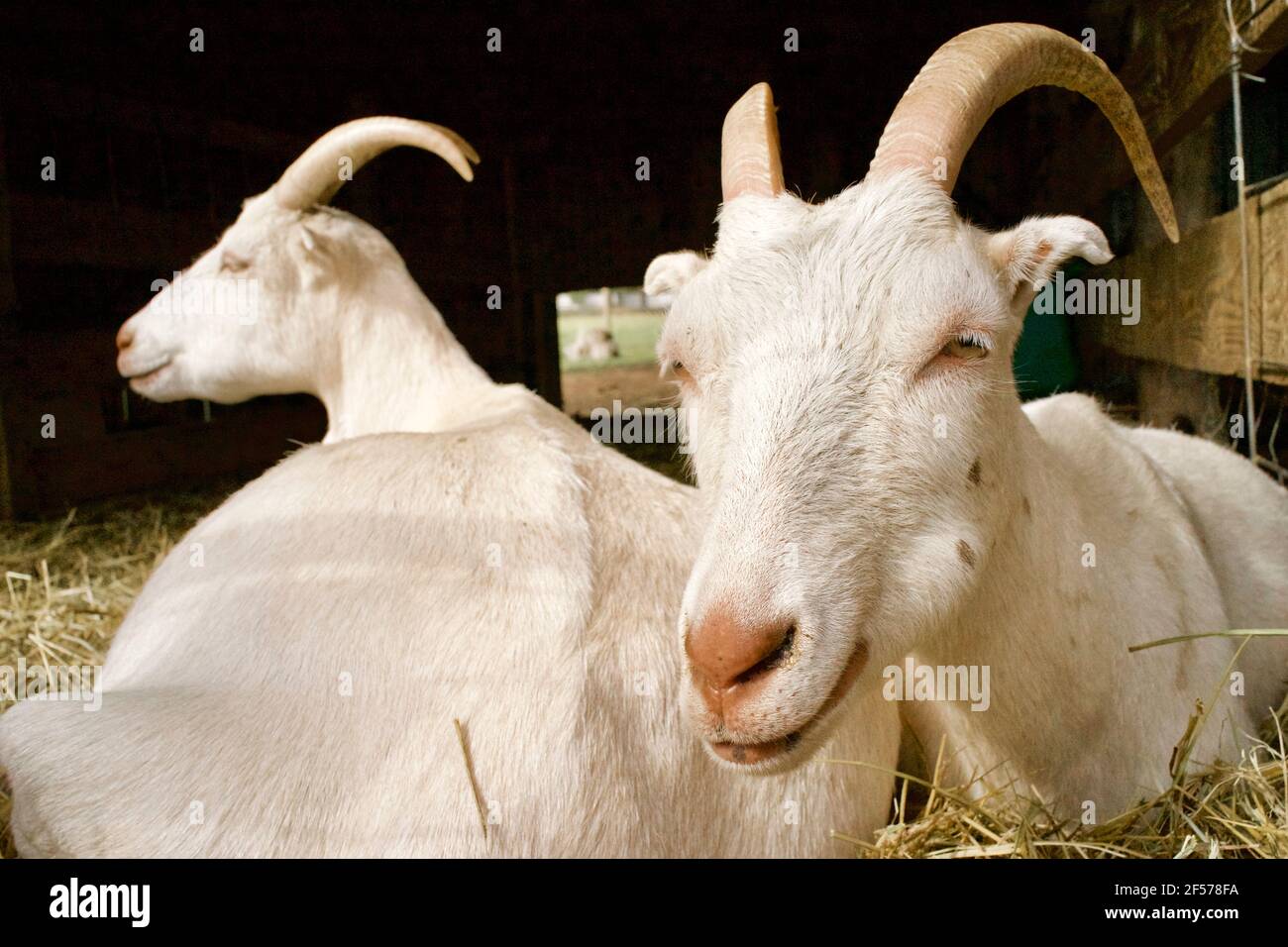 Breed of goats hi-res stock photography and images - Alamy