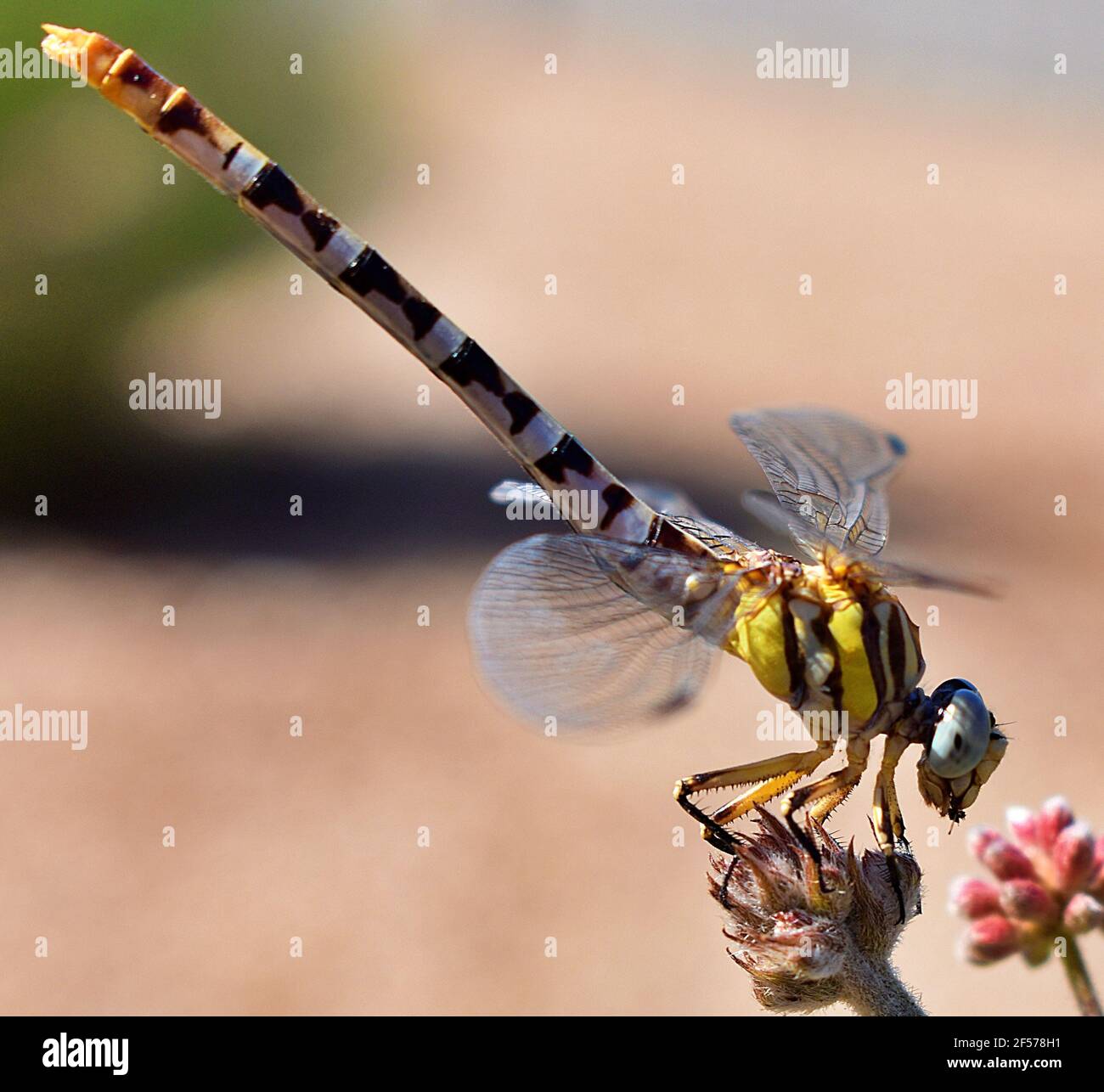 Dragonfly Snacking on a Fairy Duster Stock Photo - Alamy