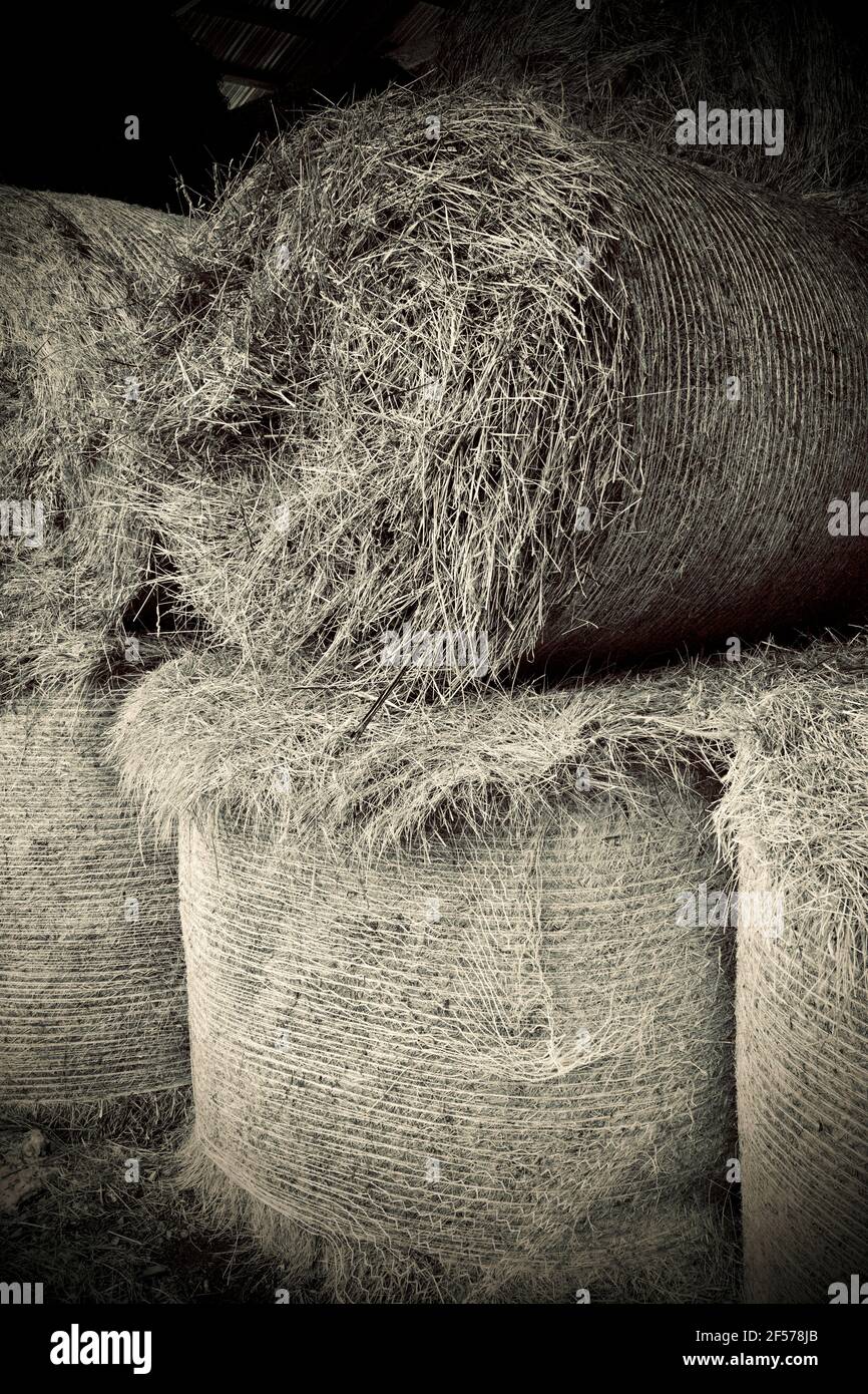 Large round bales of hay that are stacked at a farm Stock Photo - Alamy