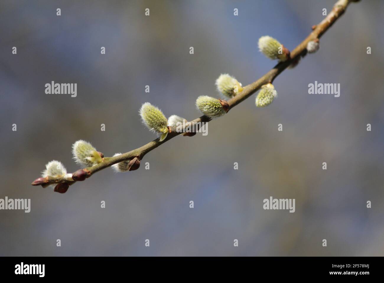 Spring in citypark Staddijk in Nijmegen, the Netherlands Stock Photo ...