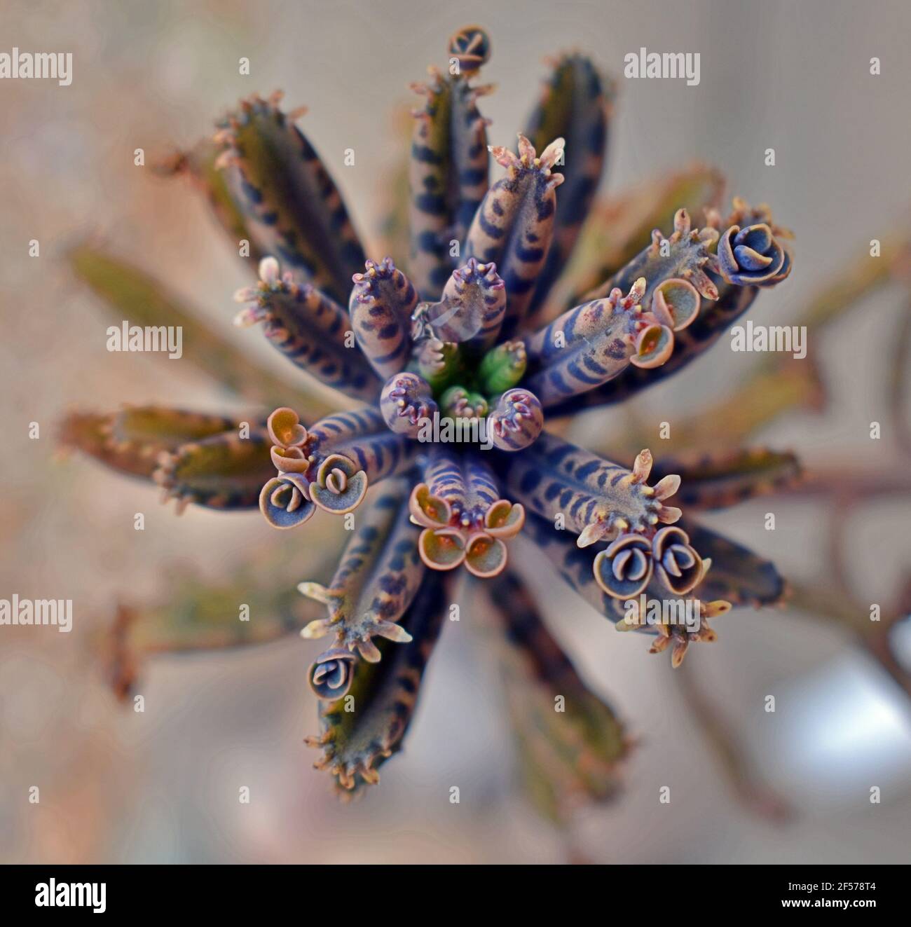 Alligator plant hi-res stock photography and images - Alamy