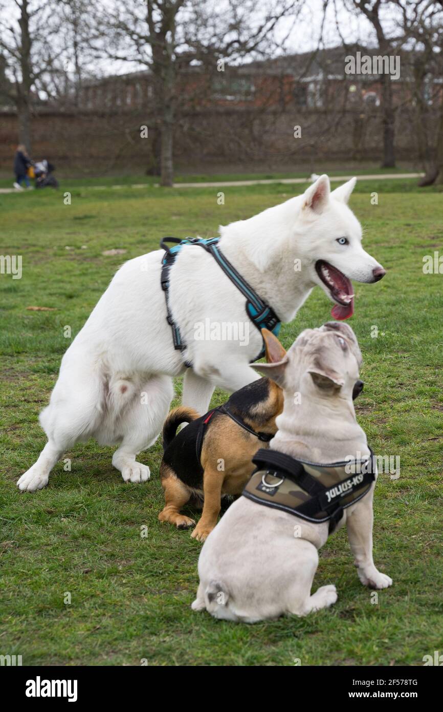 three pet dogs, husky, jack Russell and French bulldog meet, greet and ...
