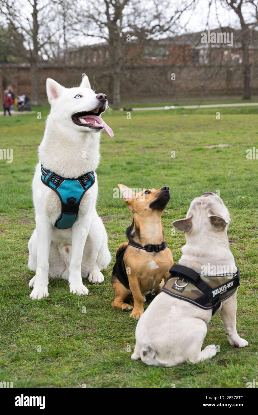 three pet dogs, husky, jack Russell and French bulldog look up Stock ...