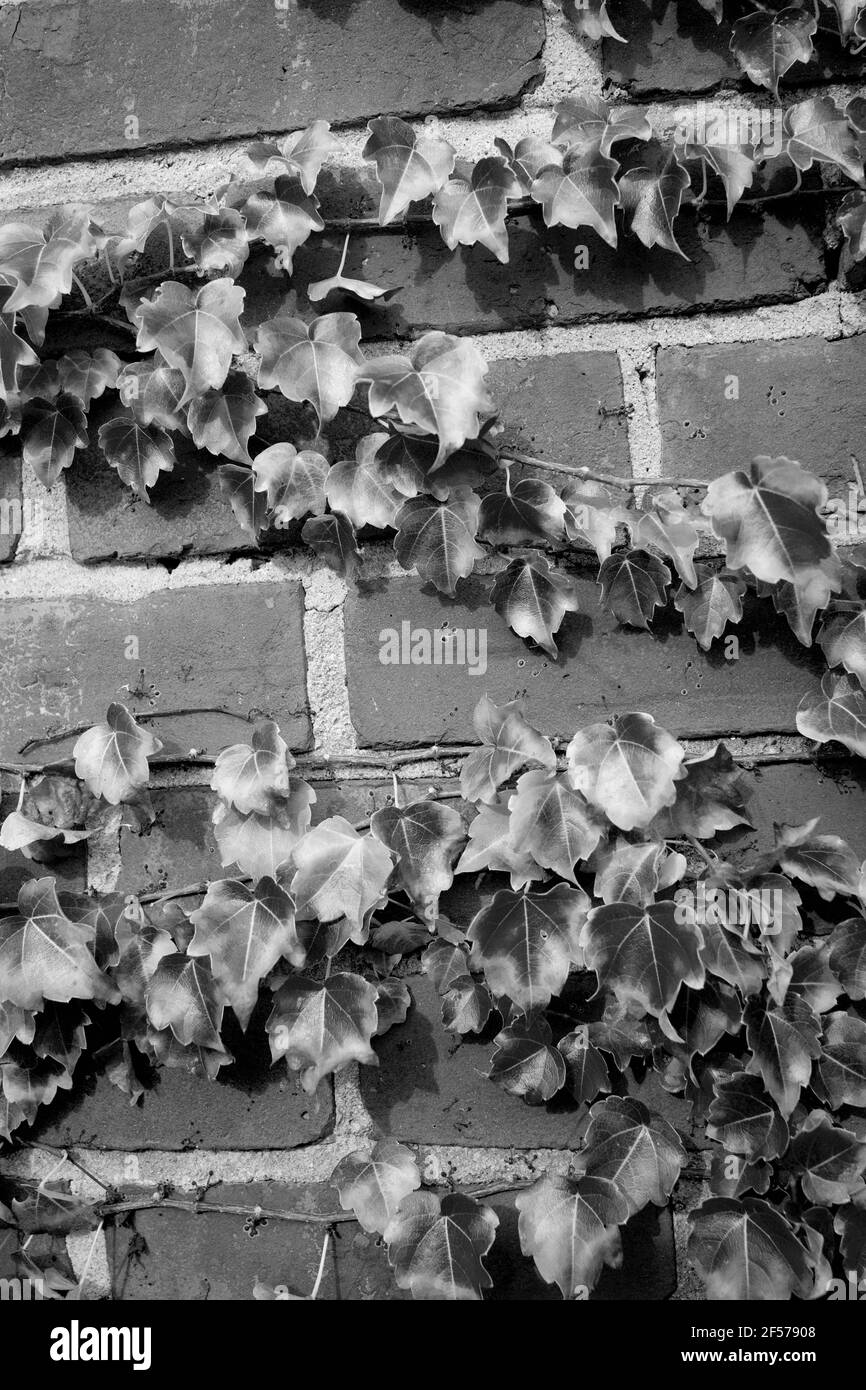 Fall Ivy growing on a brick wall in Shelburne Falls, MA, USA Stock ...