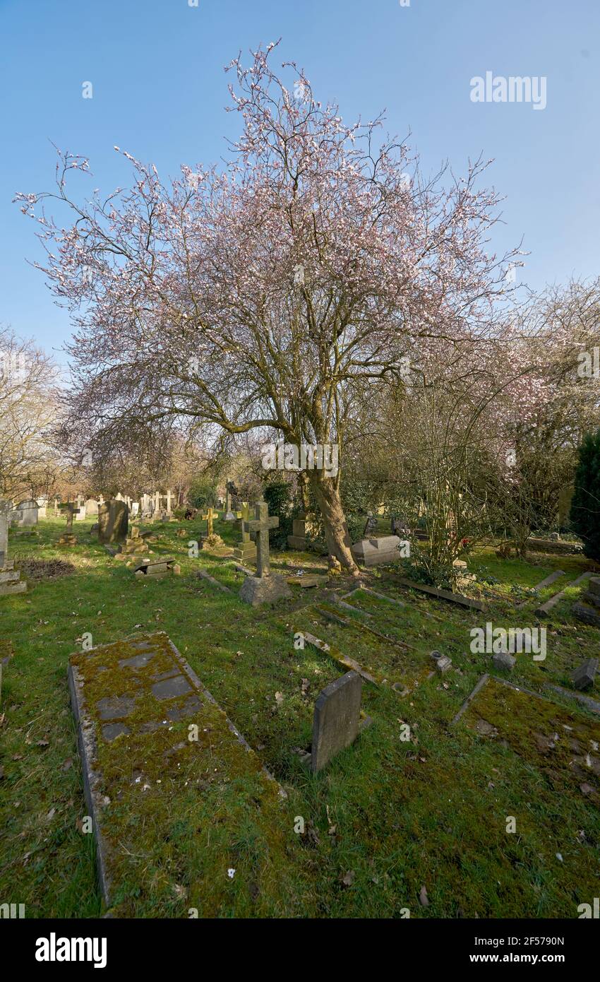 hampstead cemetery london Stock Photo - Alamy