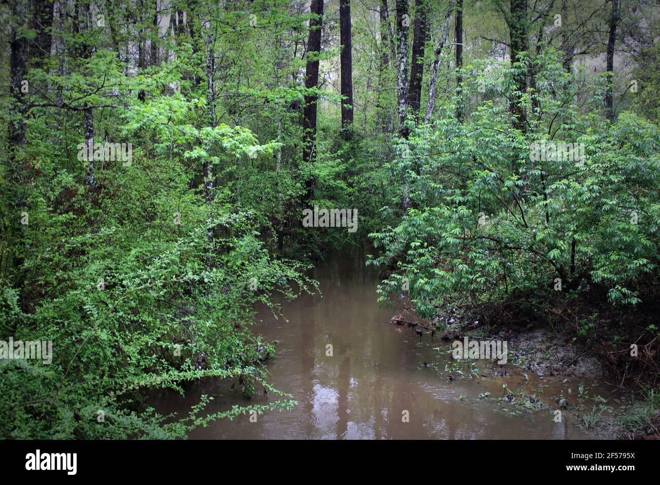 still water surrounded by greenery reflects tree trunks Stock Photo - Alamy