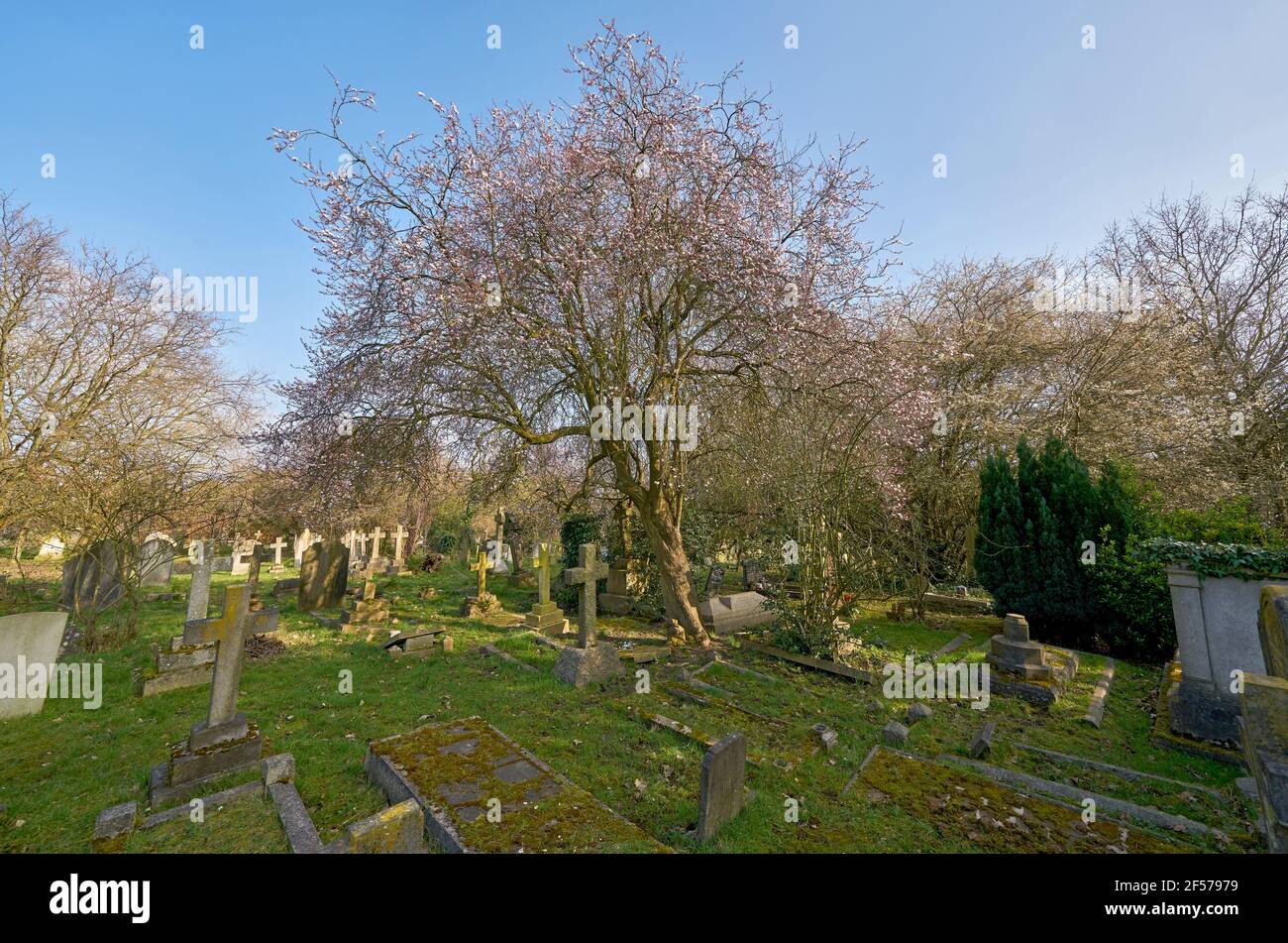 hampstead cemetery london Stock Photo - Alamy