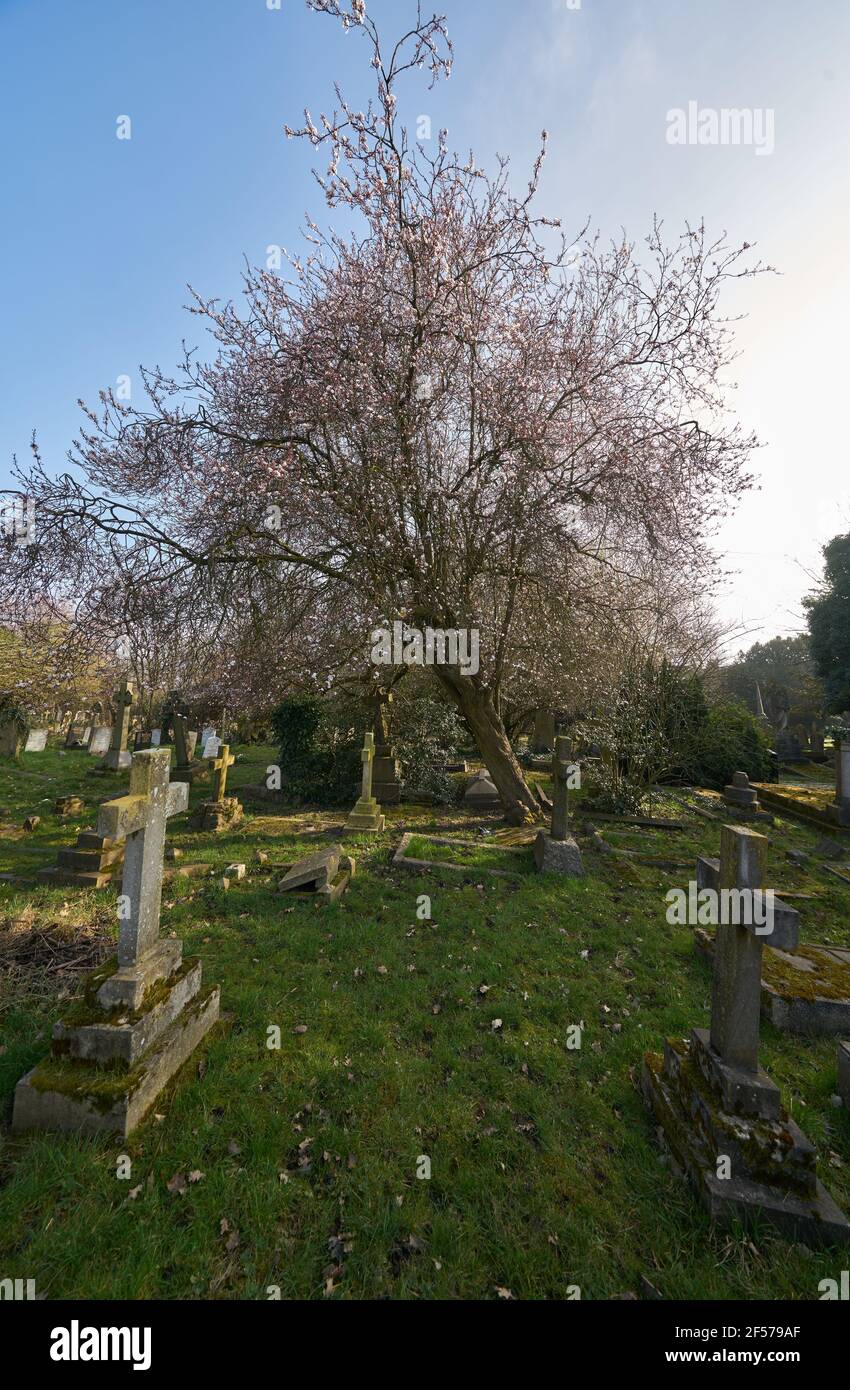 hampstead cemetery london Stock Photo - Alamy