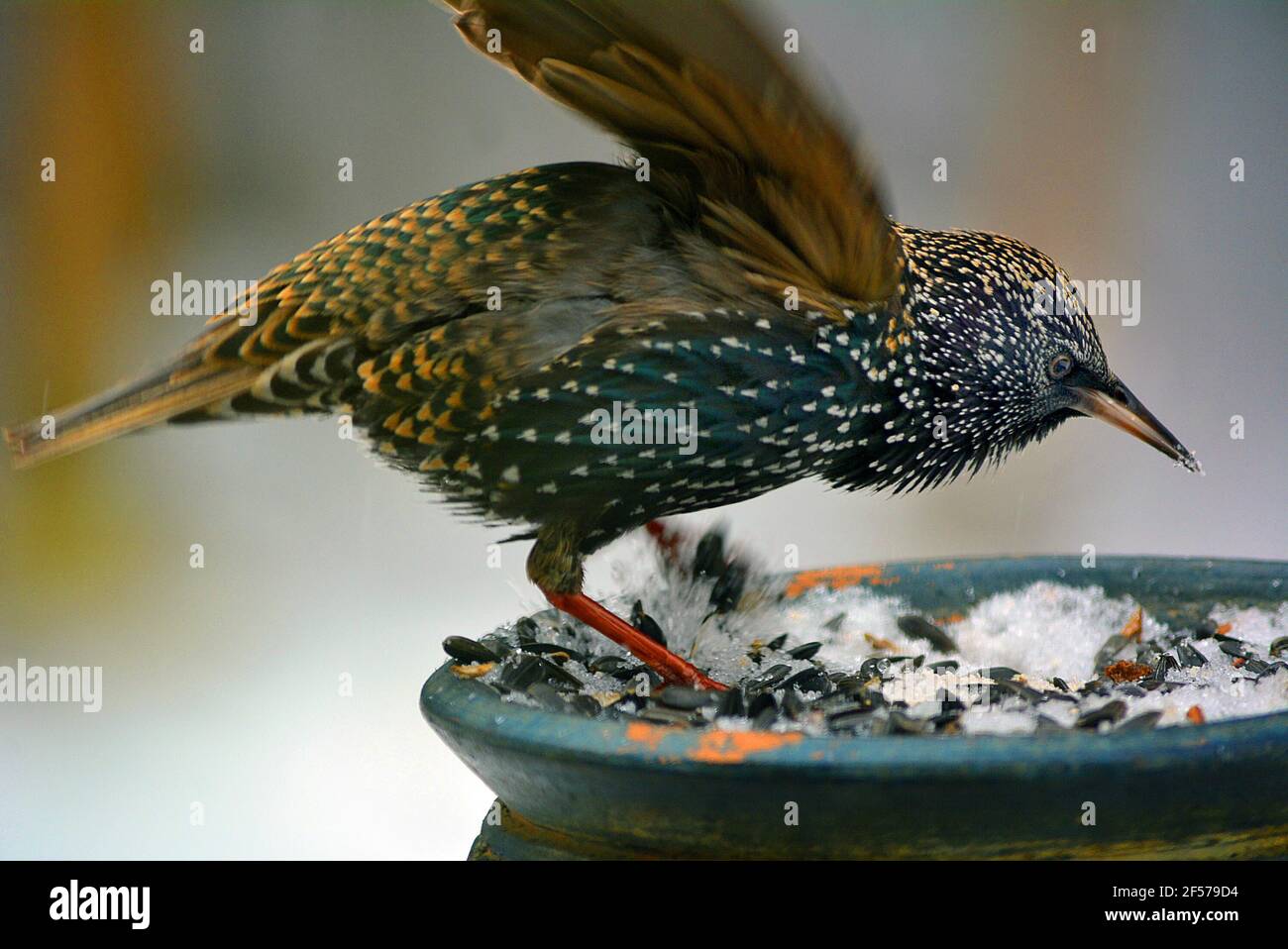 This is a Starling.Starlings are small to medium-sized passerine birds ...