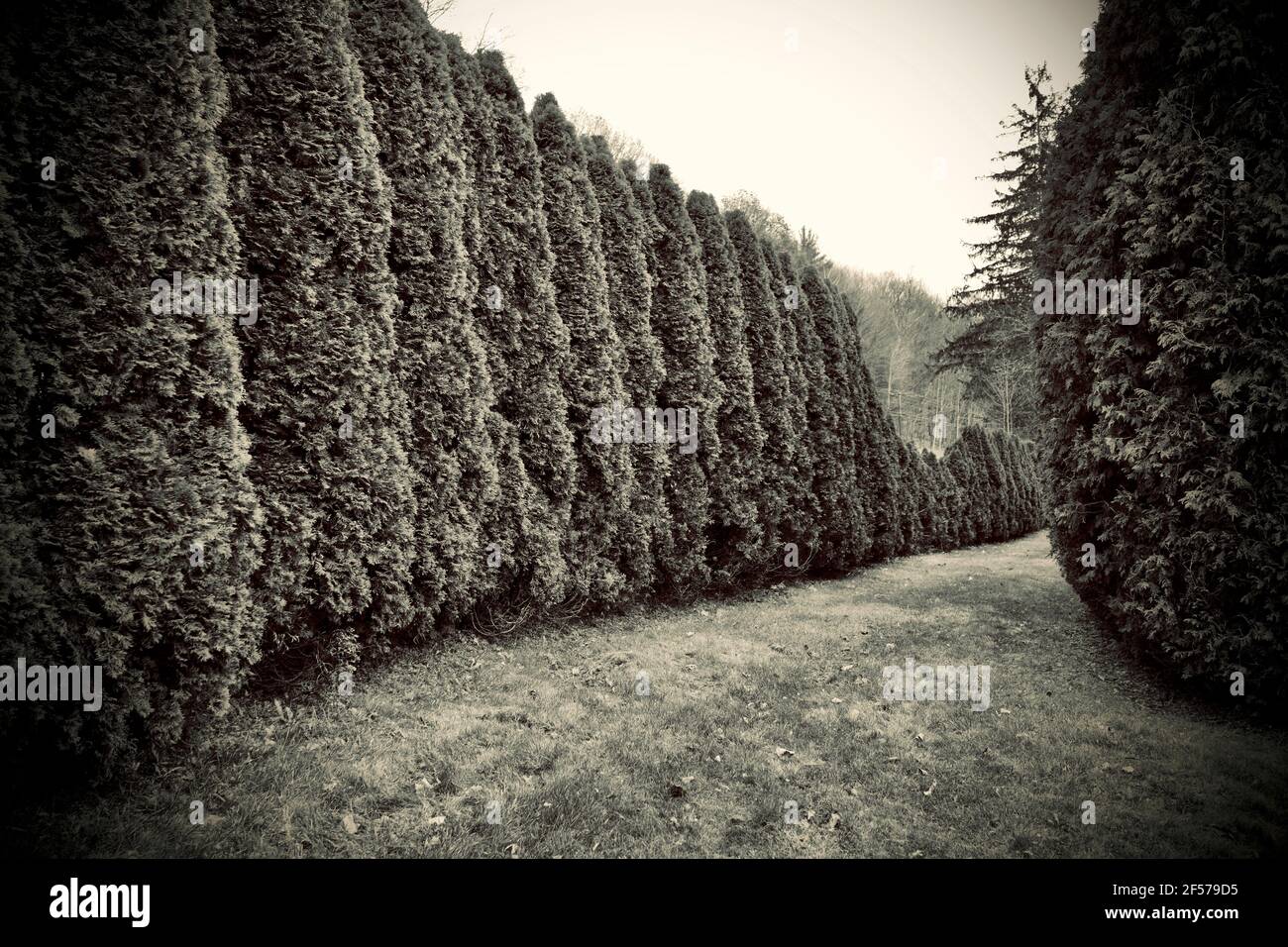 Evergreen hedge plant hi-res stock photography and images - Alamy