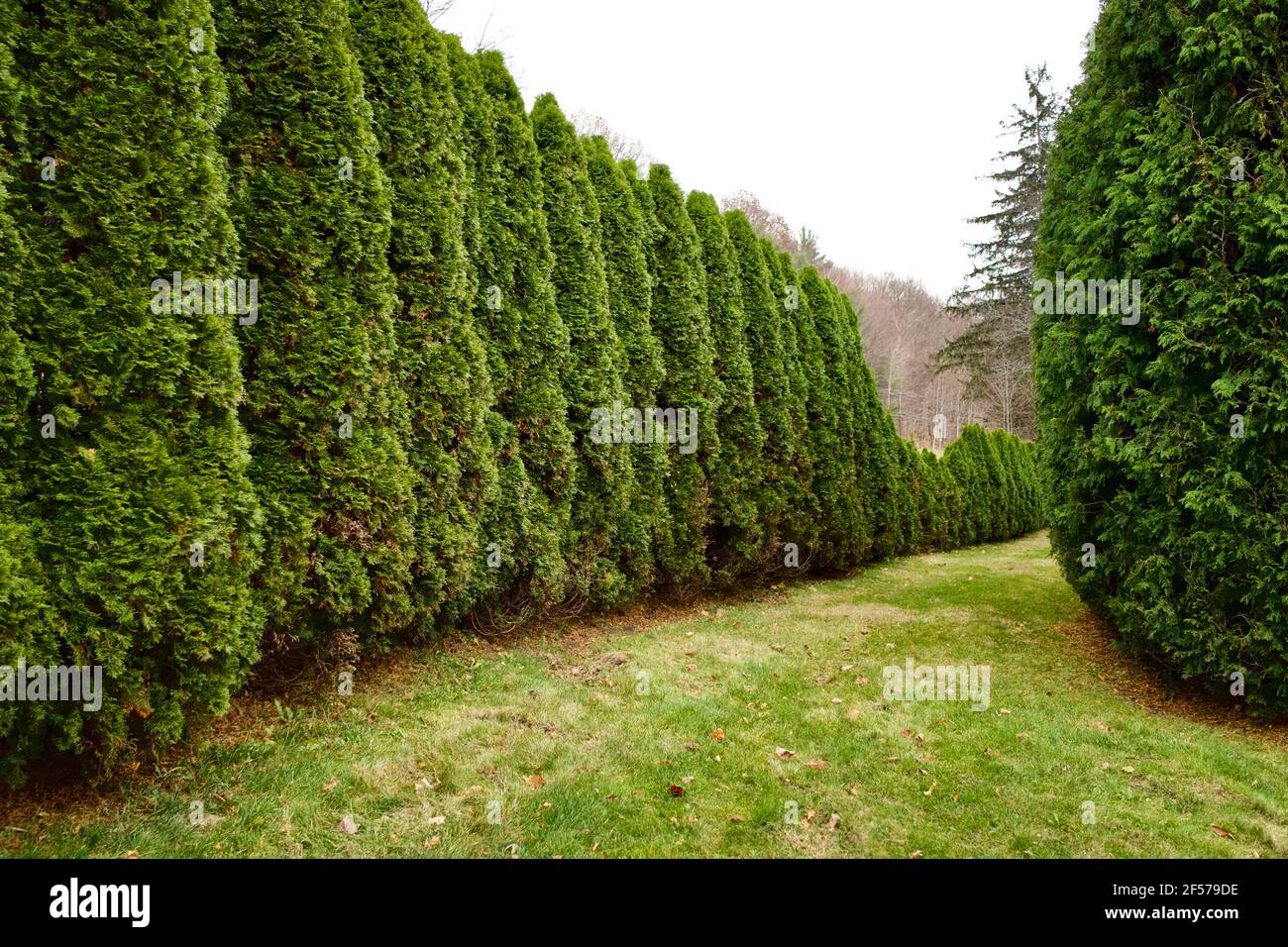 A long garden hedge of evergreen shrubs with no people. Strong ...