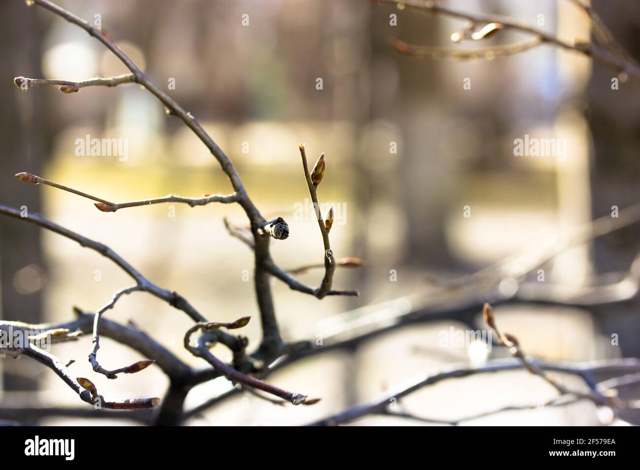 Curly tree branch texture in dark warm shade palette. Autumn bare tree ...