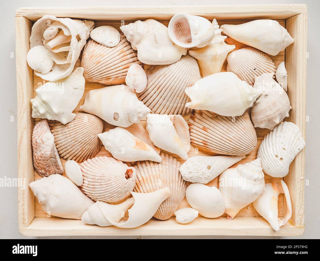 Seashells lying on the sand. Beautiful card. Close-up, view from above ...