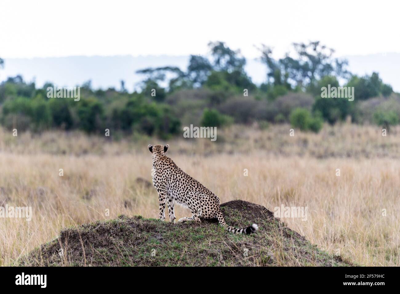 Back view of a cheetah in a savannah Stock Photo - Alamy