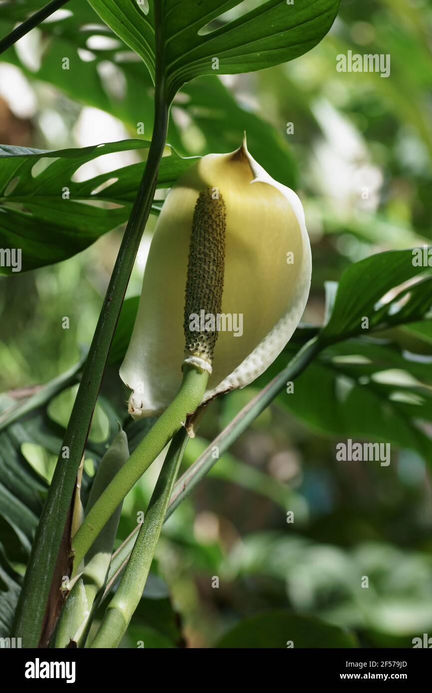Monstera hi-res stock photography and images - Alamy